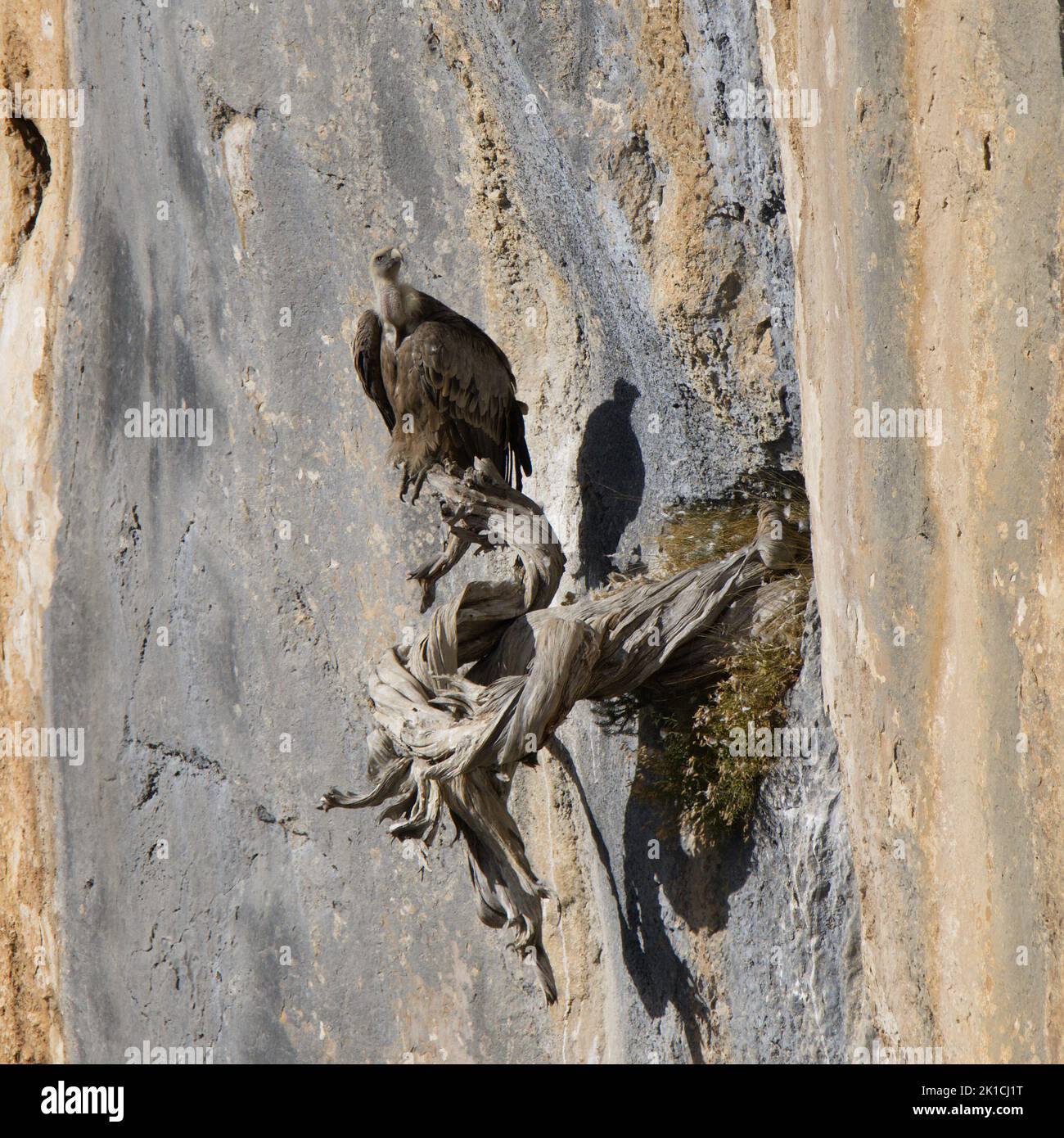 Griffon Vulture in the Gorge of Verdon, France Stock Photo - Alamy