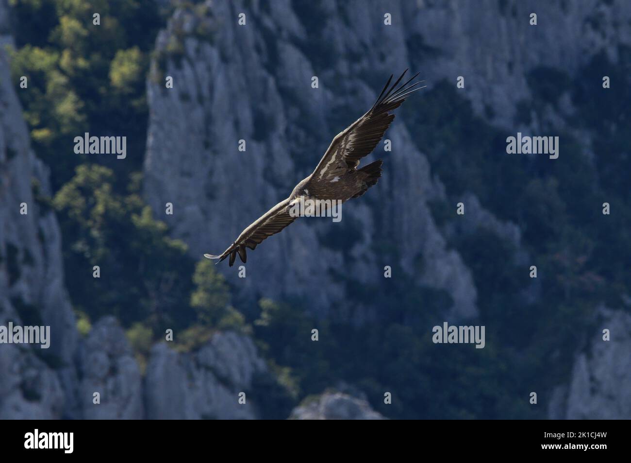 Griffon Vulture in the Gorge of Verdon, France Stock Photo - Alamy