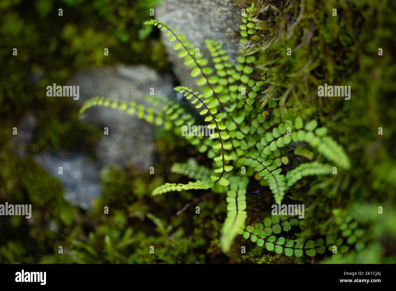 A pretty light green fern nestled in moss on a rock Stock Photo - Alamy