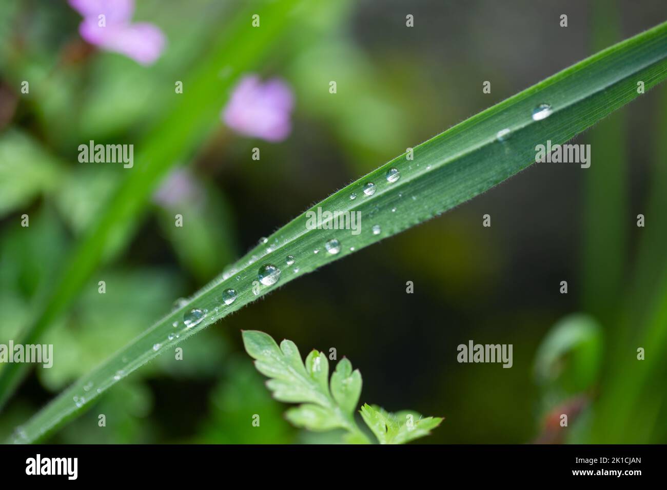 Water drop picture hi-res stock photography and images - Alamy