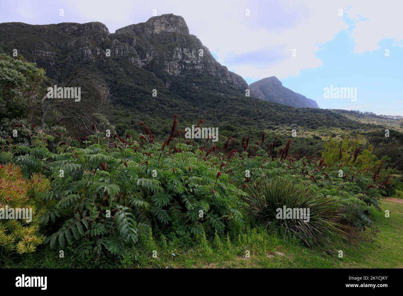 Giant honey flower (Melianthus major), flowering, flowers, shrub ...