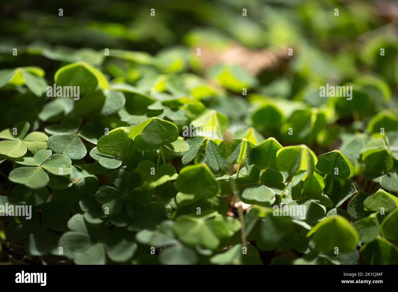 Many shamrocks close together delightful and tender in mystical light ...