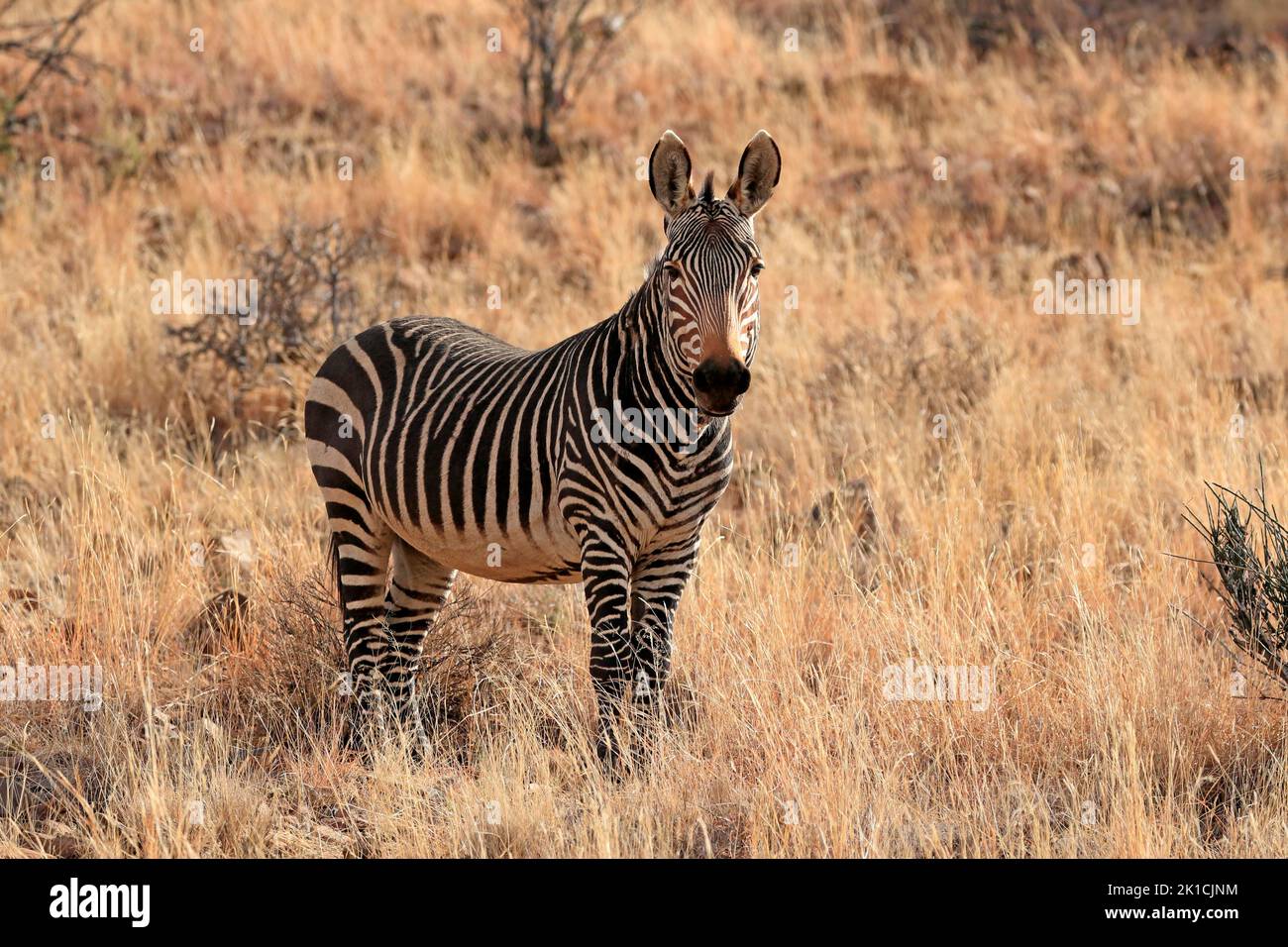 Cape Mountain Zebra (Equus zebra zebra), adult, foraging, Mountain ...