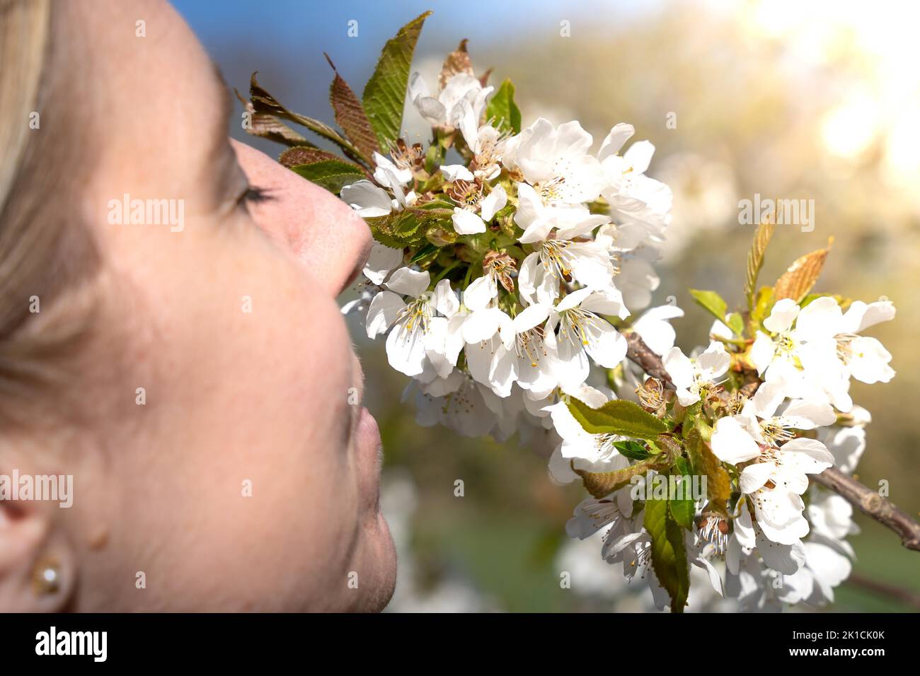 Woman smelling a flowering branch of a tree in spring, Black Forest ...
