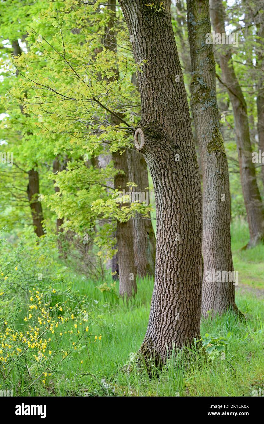 Oak tree (Quercus), trunk with prominent bark, tree bark, deciduous ...