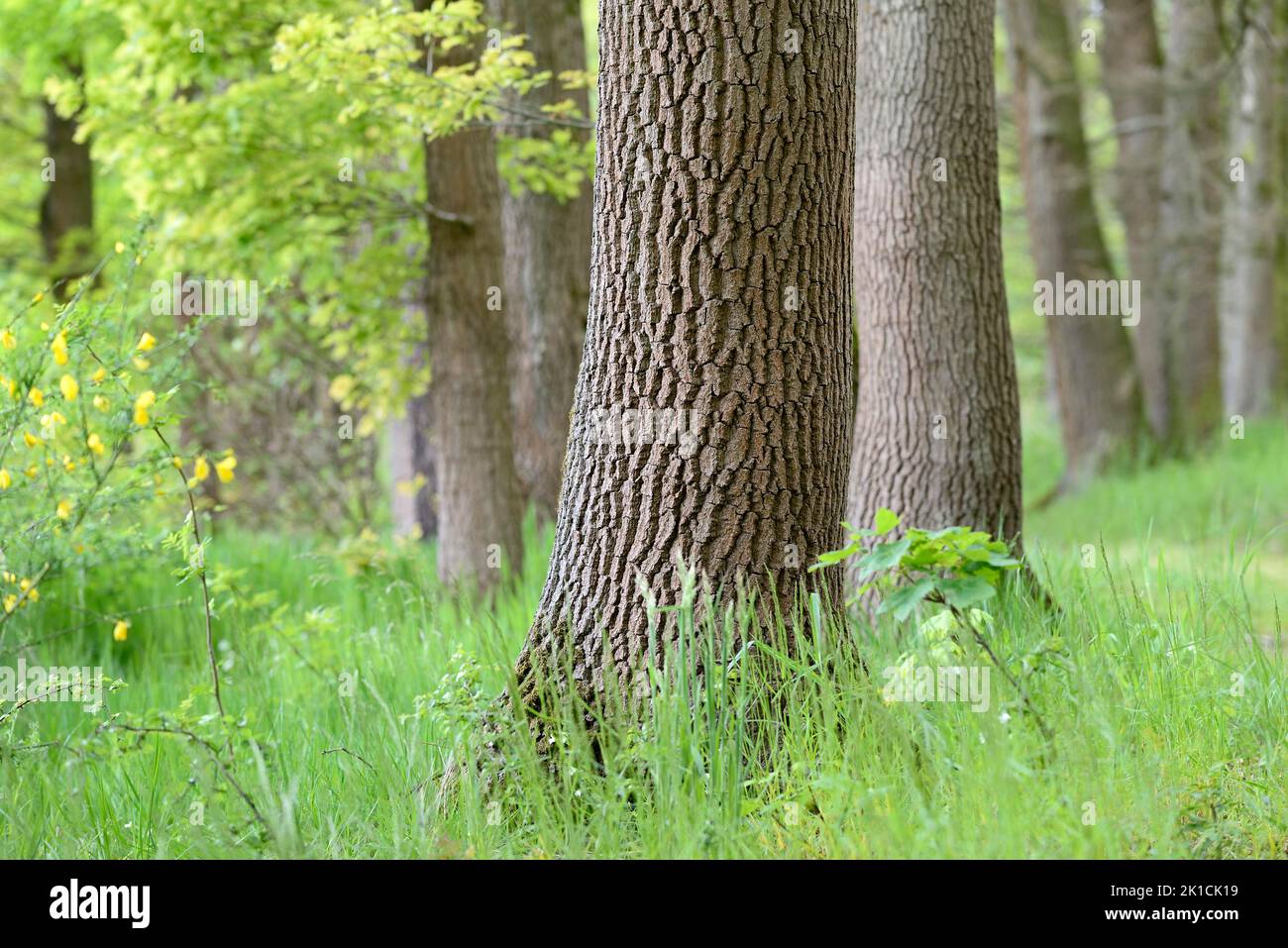 Oak tree (Quercus), trunk with prominent bark, tree bark, deciduous ...