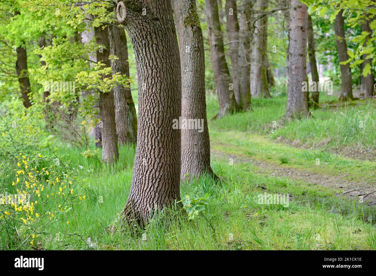 Oak tree (Quercus), trunk with prominent bark, tree bark, deciduous ...