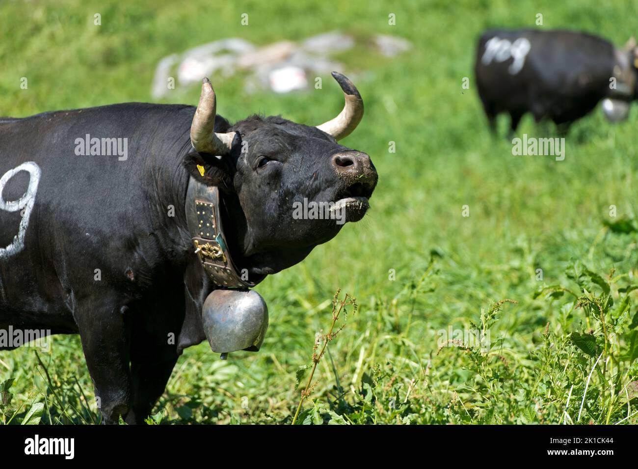 Cow Of The Eringer Cattle Breed At A Cow Fight, Valais, Switzerland ...