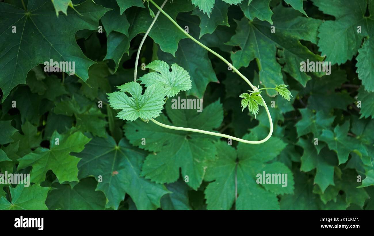Green nature background with a young sprout of the climbing plant ...