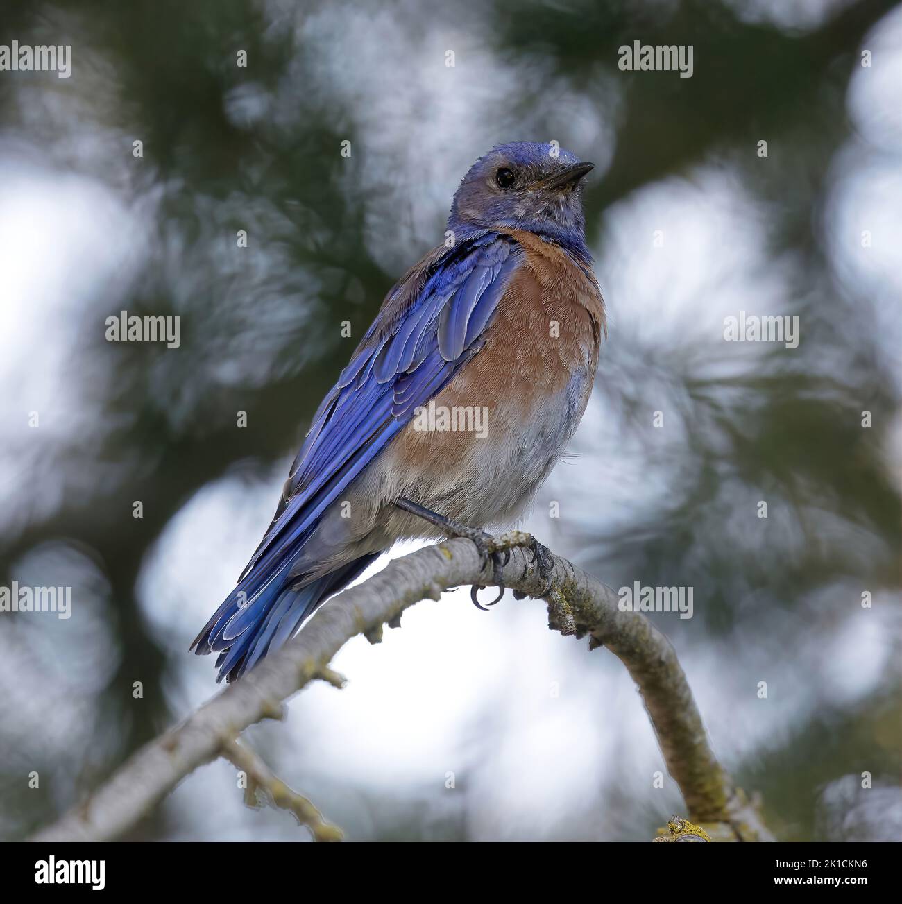 California mexicana hi-res stock photography and images - Alamy