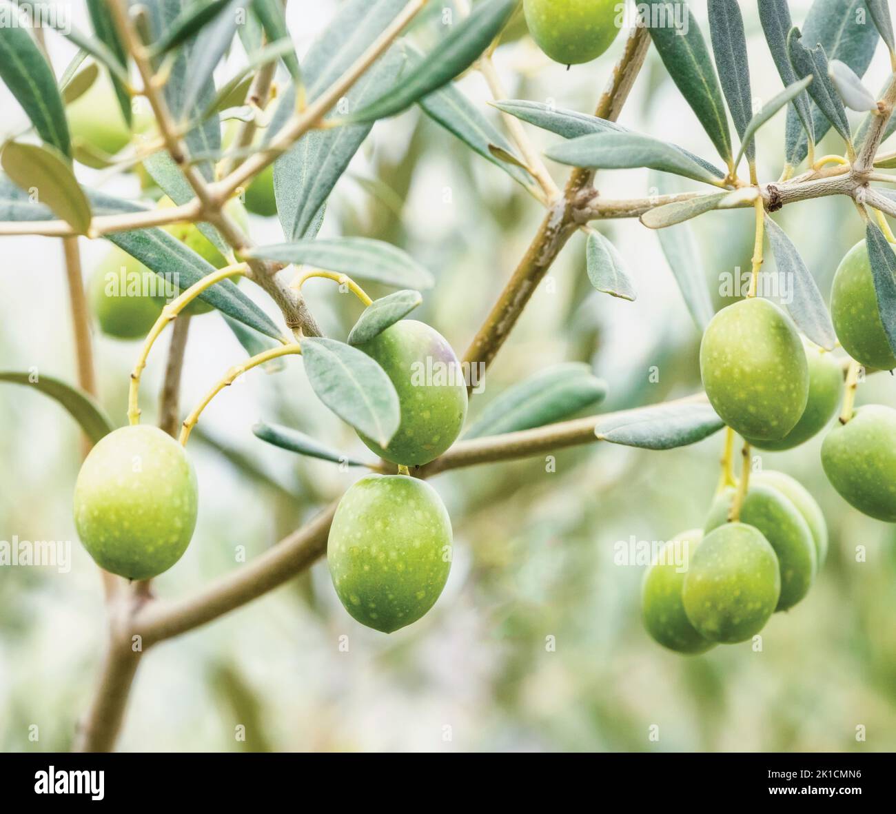 Close up olive tree green hi-res stock photography and images - Alamy