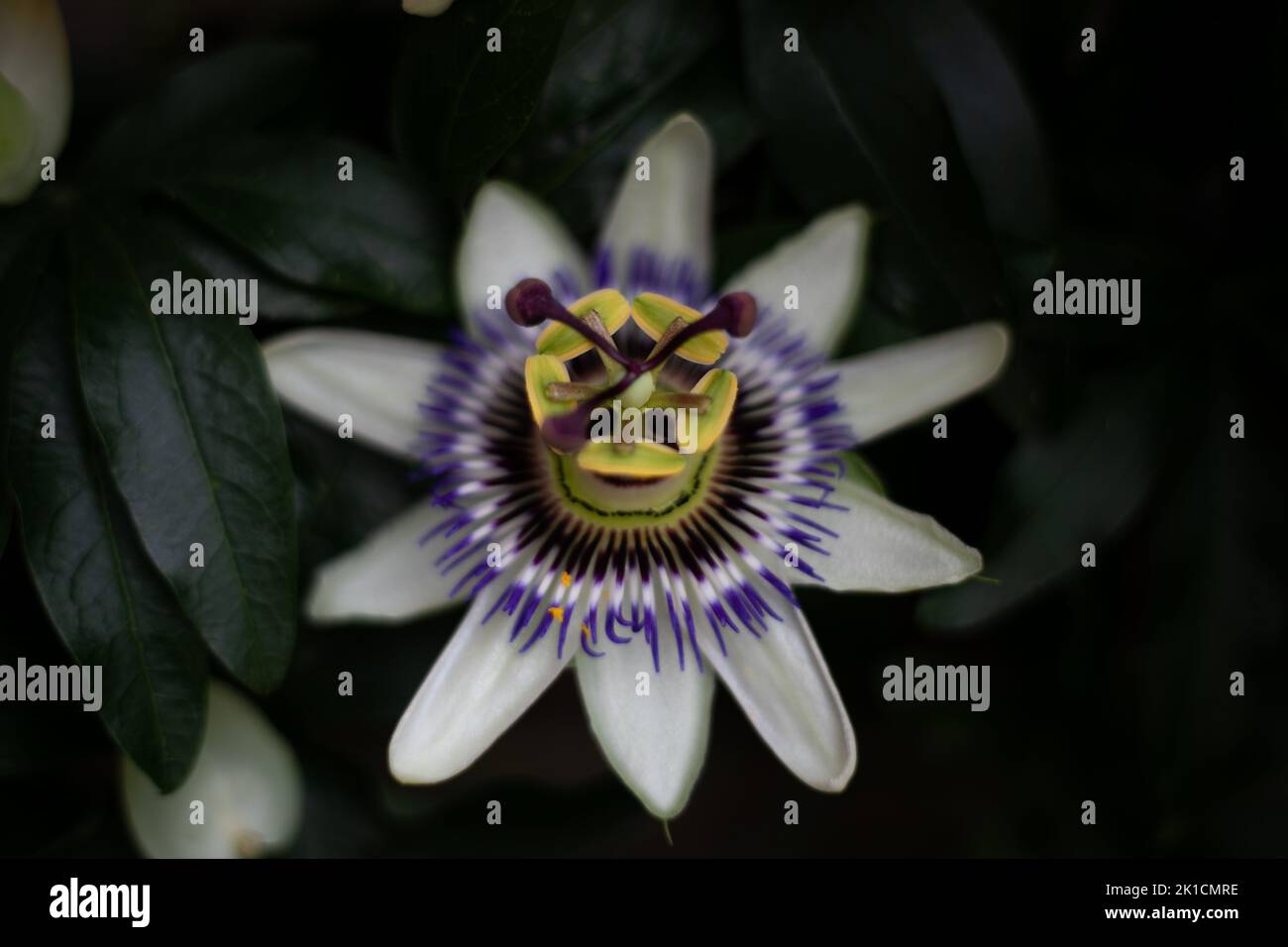 Passiflora edulis hi-res stock photography and images - Alamy
