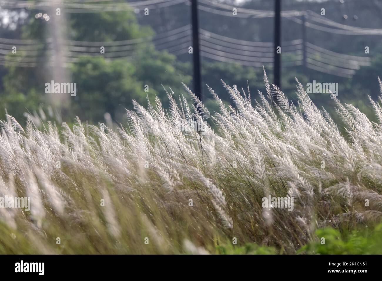 Saccharum spontaneum (wild sugarcane, Kans grass) is a grass native to ...