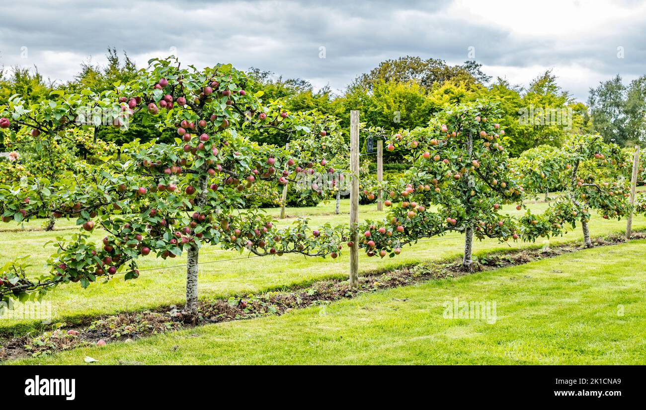 Trained fruit trees hi-res stock photography and images - Alamy