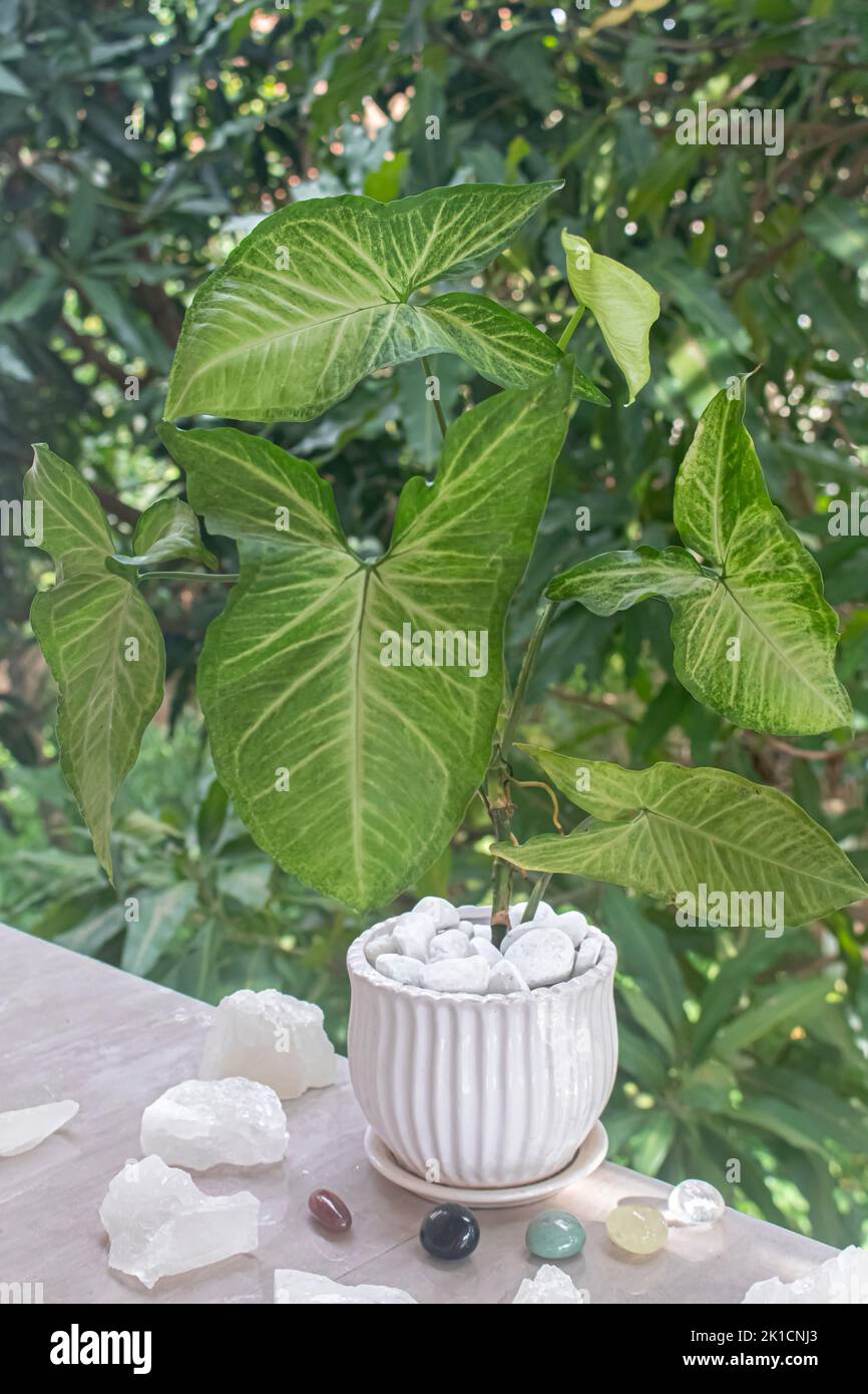 Syngonium podophyllum hi-res stock photography and images - Alamy