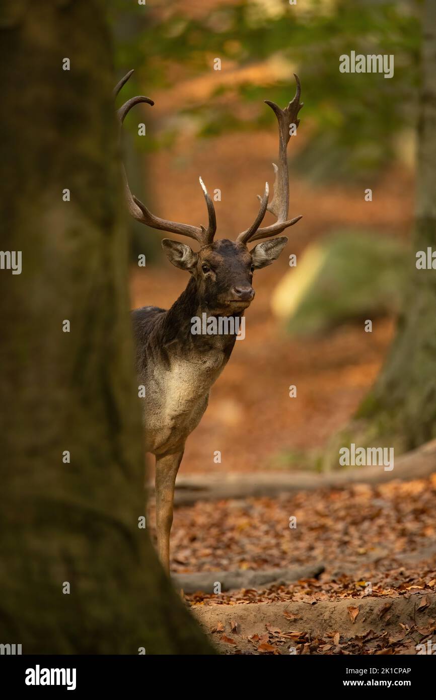 Fallow deer stag peeking from behind a massive tree in autumn forest ...