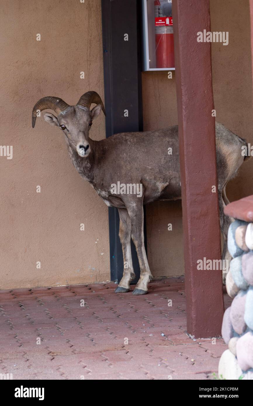 Bighorn sheep roam around the parking lot of a motel, in Wateron Lakes ...