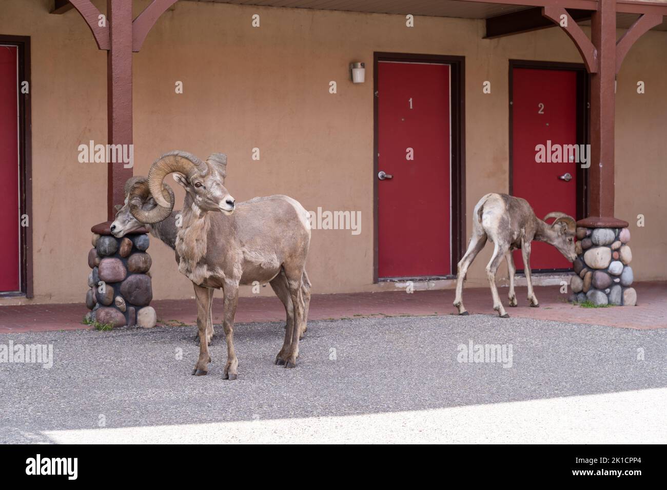 Bighorn sheep roam around the parking lot of a motel, in Wateron Lakes ...