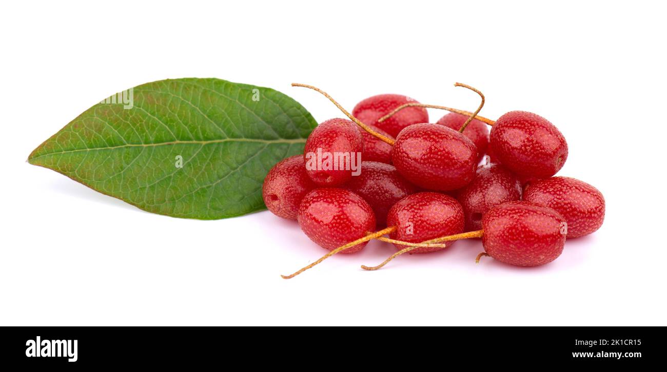 Elaeagnus multiflora isolated on white background. Cherry elaeagnus ...