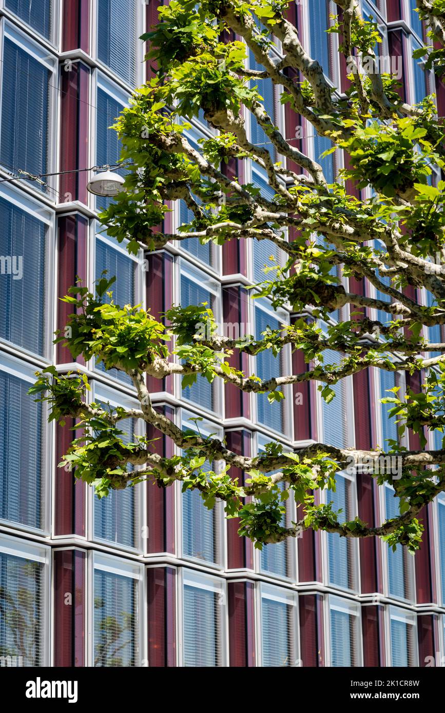 Office building and plane tree, Geneva, Switzerland Stock Photo - Alamy