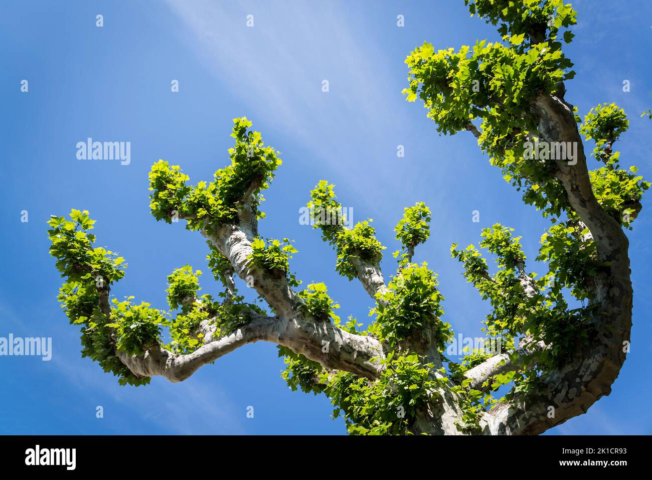 Plane tree with spring foliage Stock Photo - Alamy