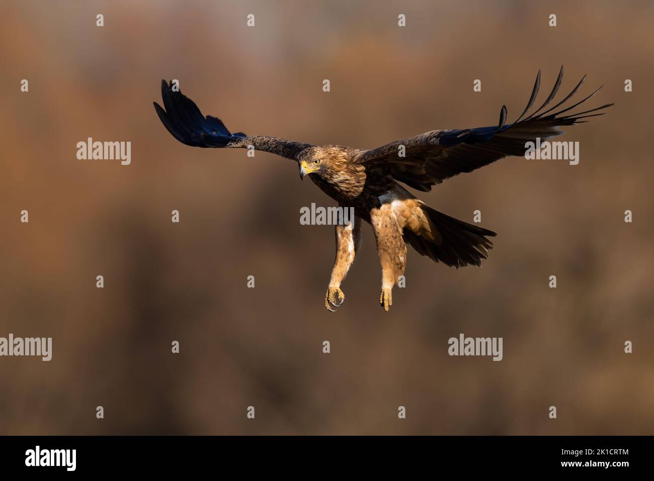 Front view of eastern imperial eagle flying with open wings in autumn nature Stock Photo - Alamy