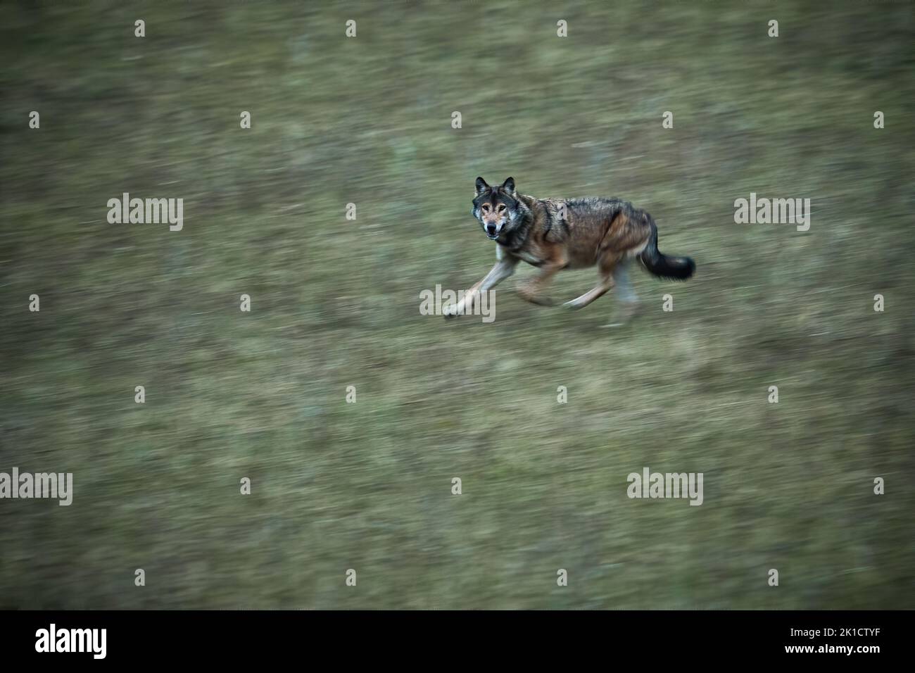 Fast running wolf hi-res stock photography and images - Alamy