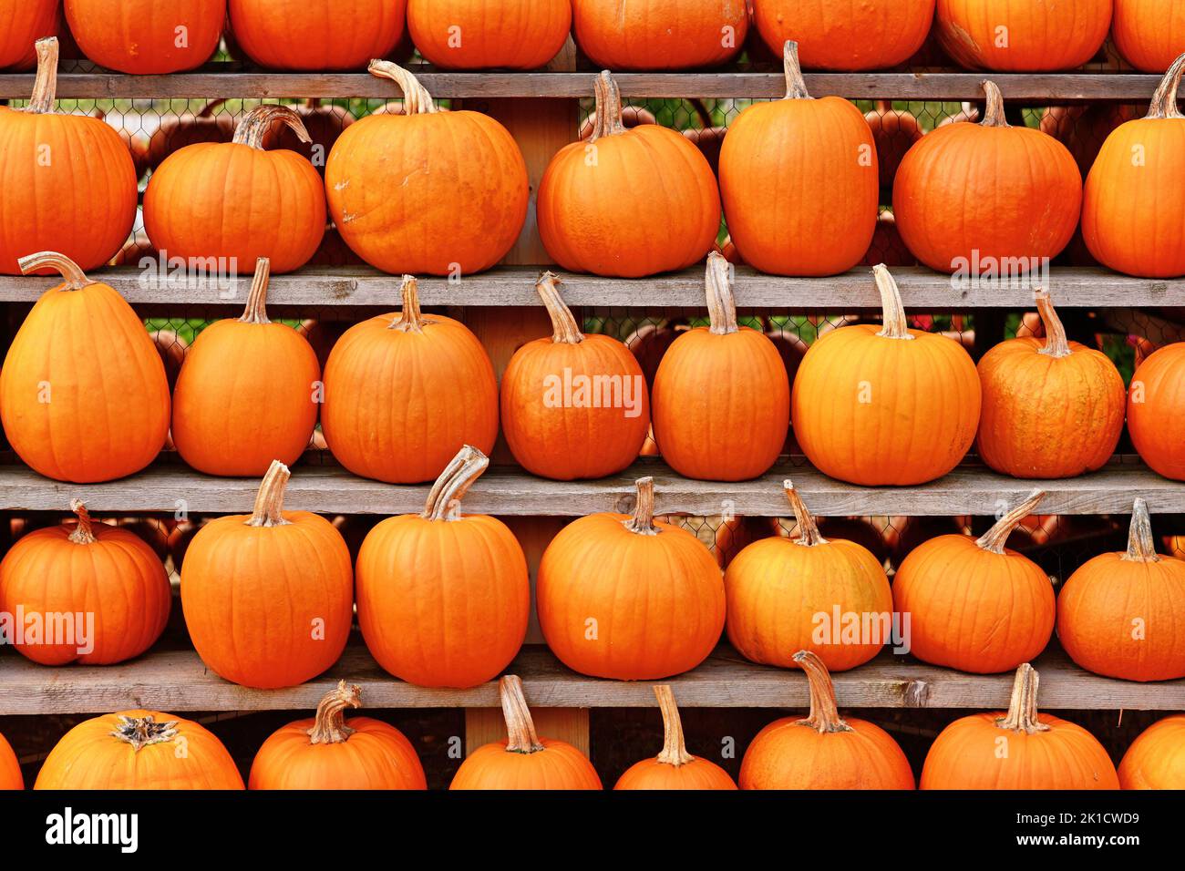 Pumpkin ghost rider hi-res stock photography and images - Alamy