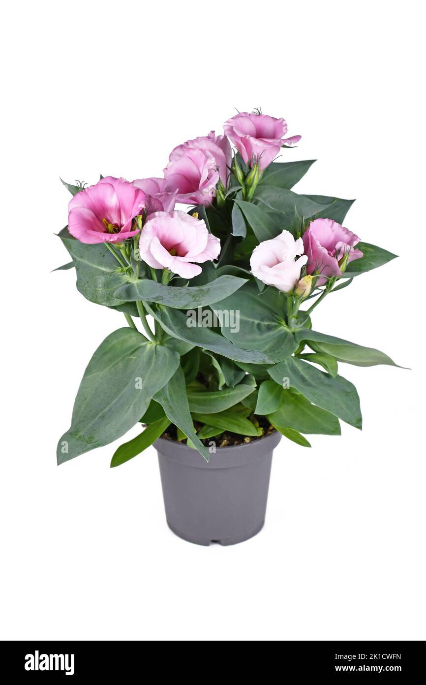 Prairie Gentian plant with pink flowers in pot on white background ...