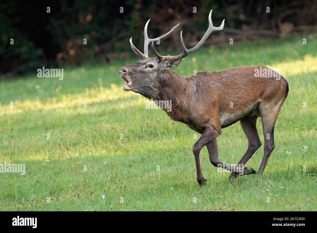 Red deer galloping fast and roaring in rutting season Stock Photo - Alamy