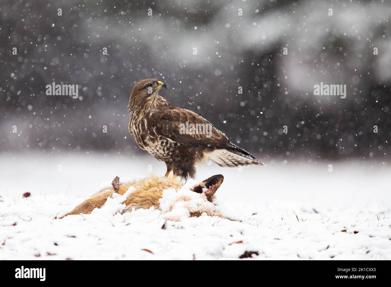 Common buzzard feeding on a dead fox in winter during snowfall Stock ...
