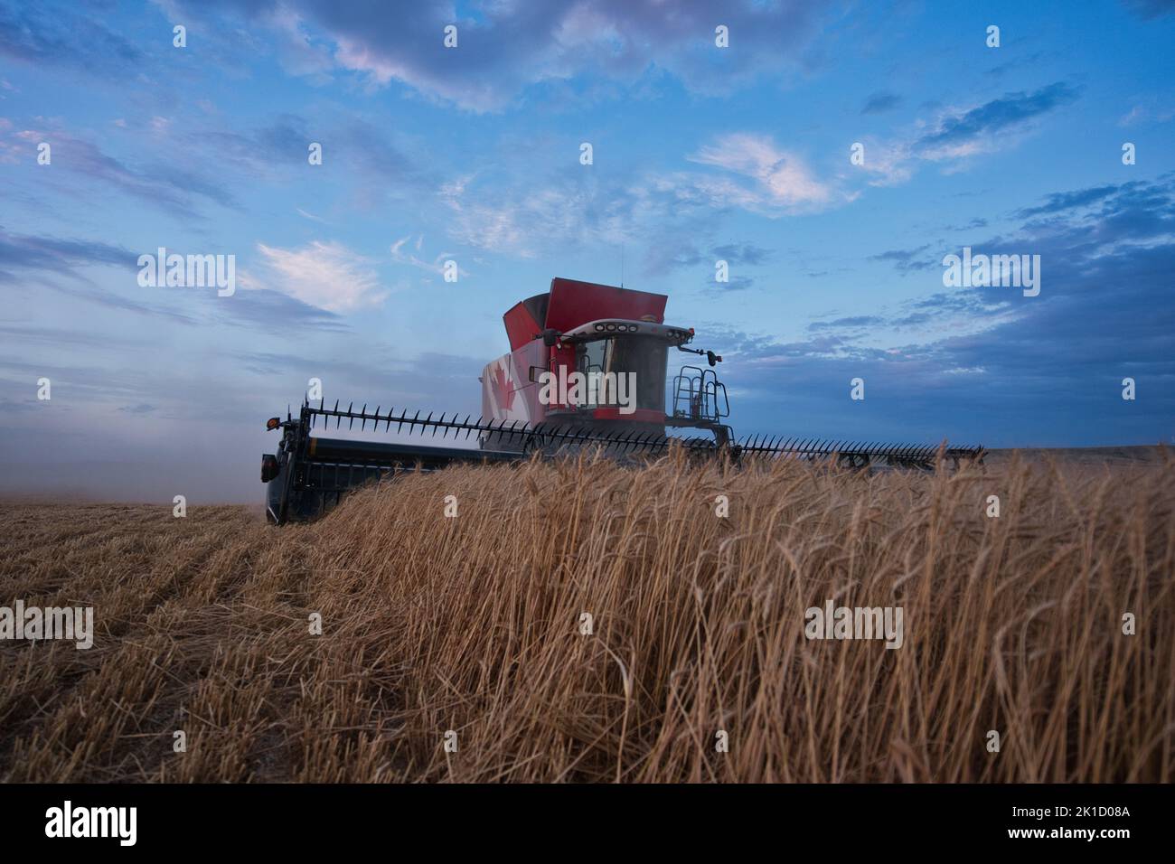 A grain harvester machine collecting wheat seeds in Standard, Alberta ...