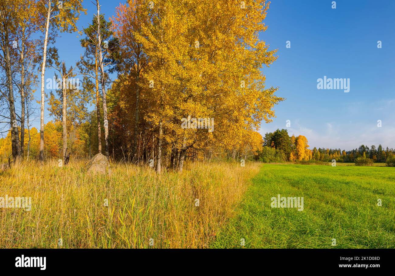 Aspen grove in gold attire in October Stock Photo - Alamy