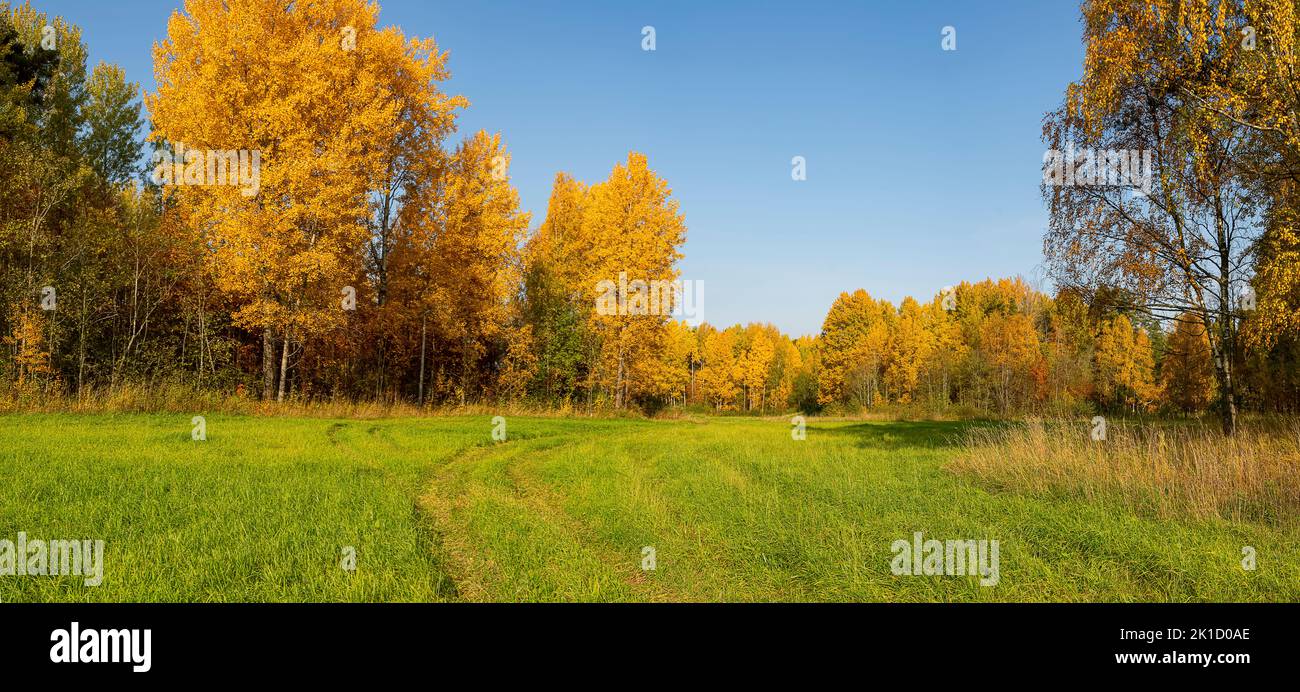 Autumn mist golden october aspen hi-res stock photography and images ...