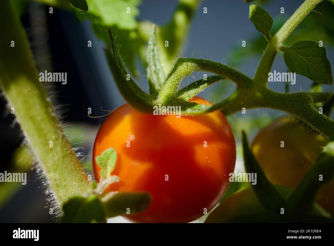 Close-up view of a cherry tomato Stock Photo - Alamy