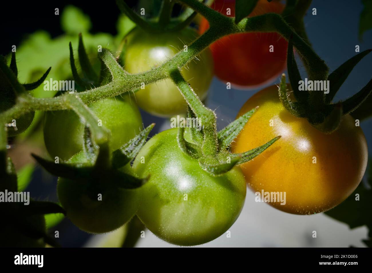 A bunch of tomatoes growing in the sunshine. There are red, yellow, and ...