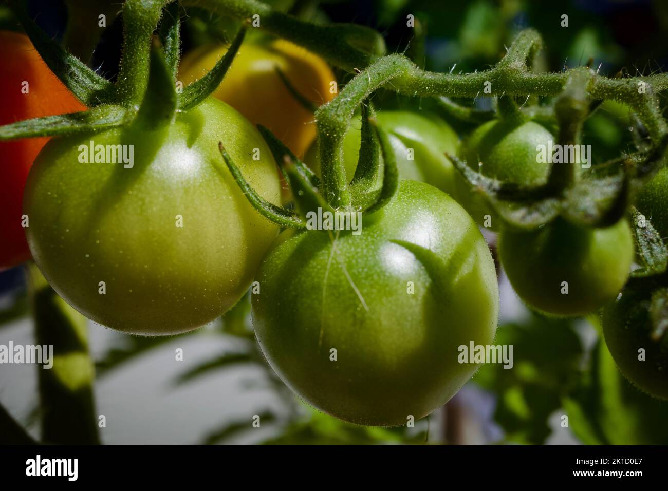 A bunch of tomatoes growing in the sunshine. There are red, yellow, and ...