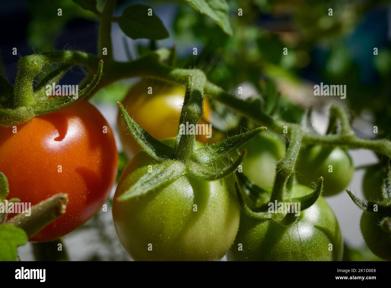 A bunch of tomatoes growing in the sunshine. There are red, yellow, and ...