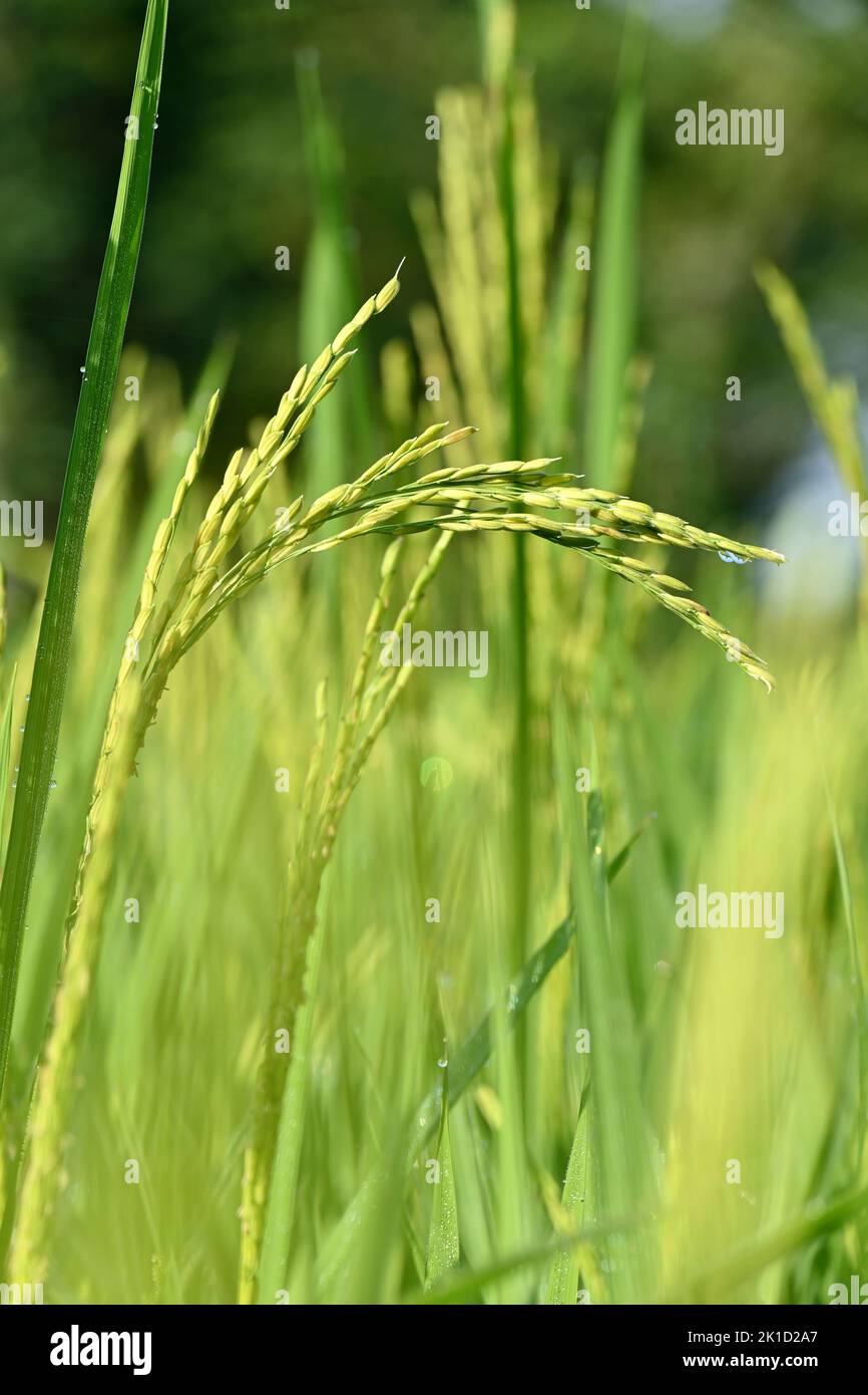 Bunch of paddy hi-res stock photography and images - Alamy