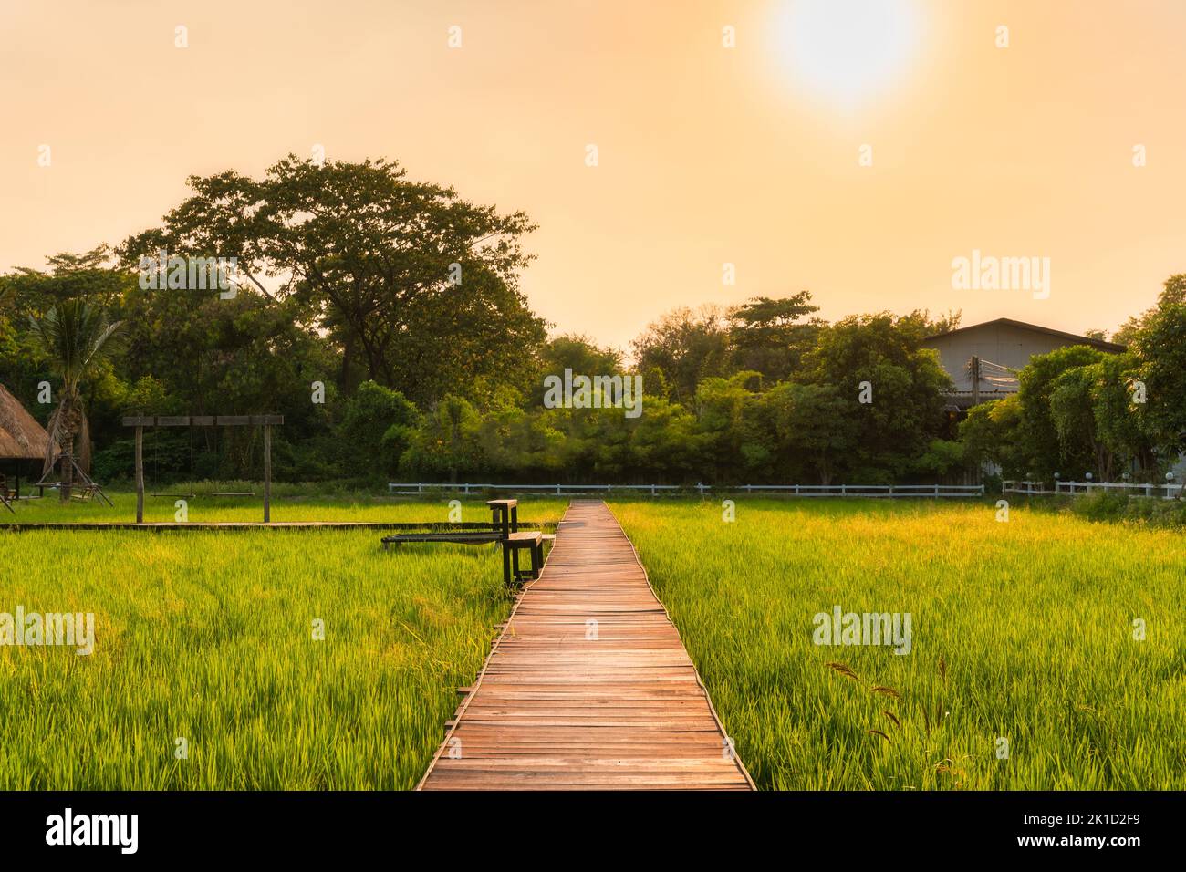 Wooden pathway on green rice field growing in the evening Stock Photo ...