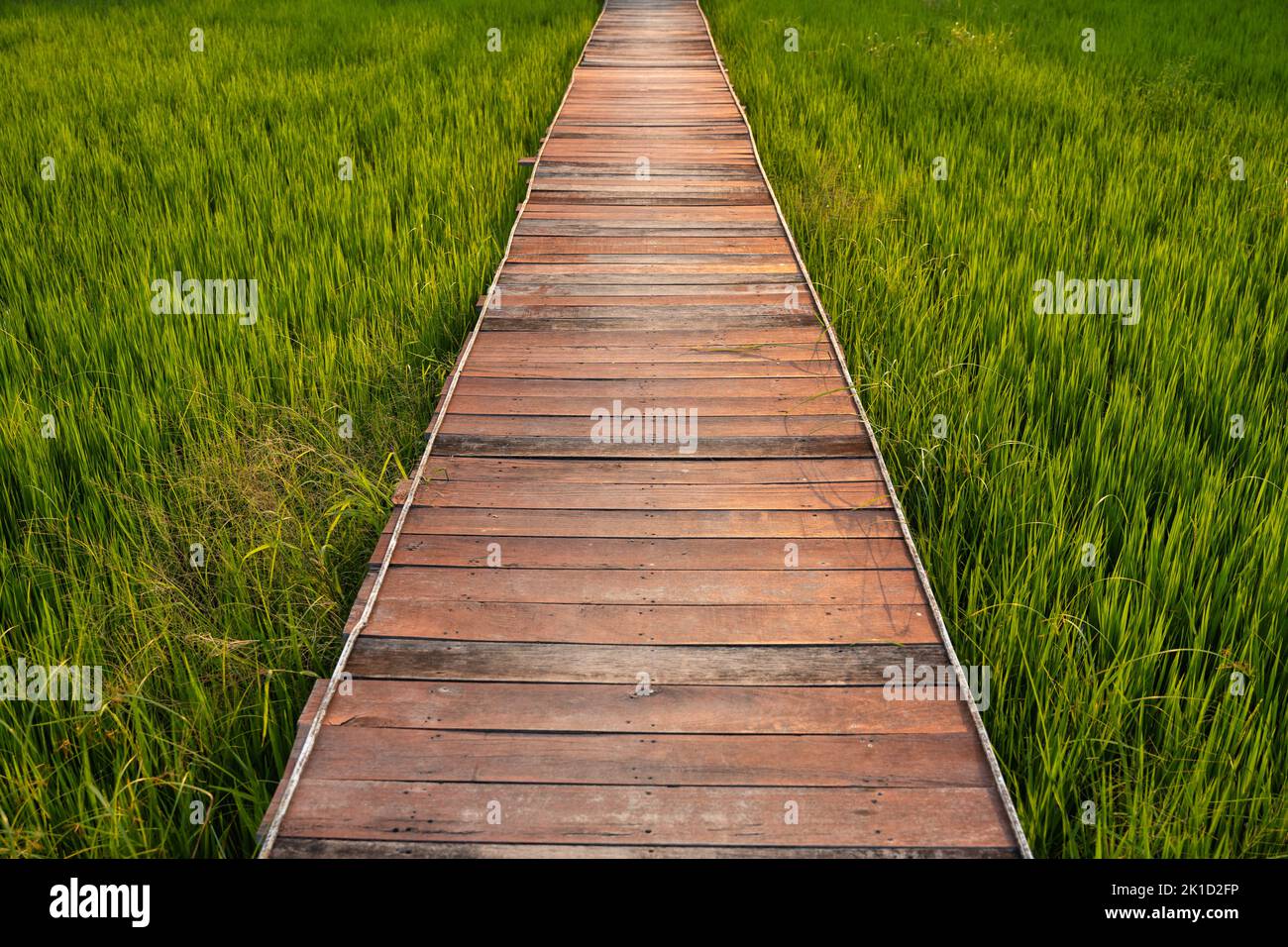 Grass growing on pathway hi-res stock photography and images - Alamy
