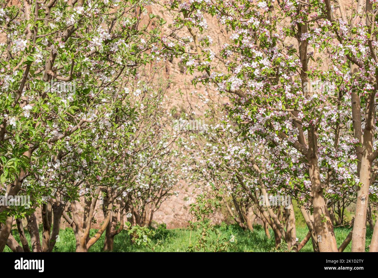 apple trees in bloom, Ait Said, MGoun trek, Bougames valley, Atlas ...