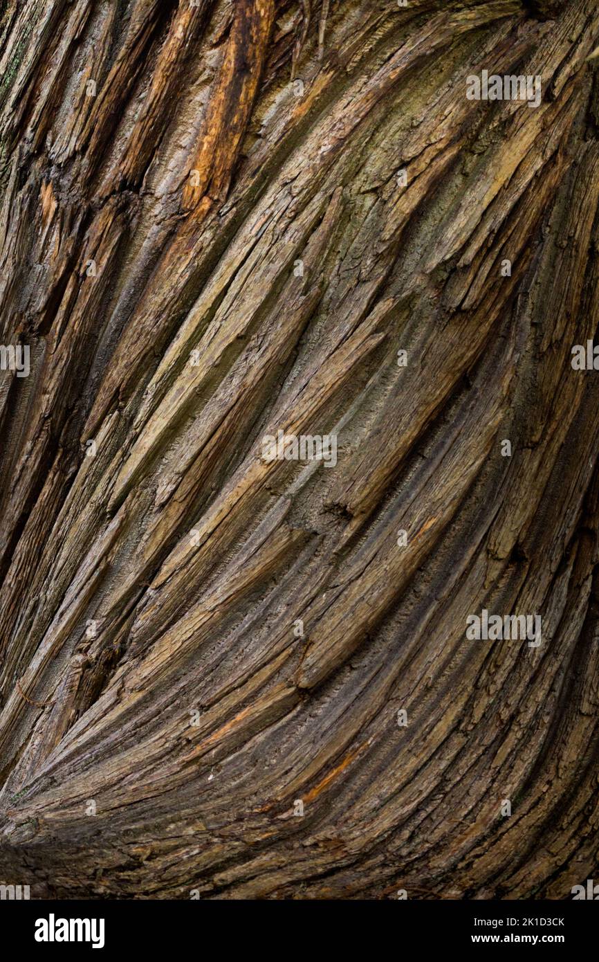 Bark chestnut tree ancient hi-res stock photography and images - Alamy