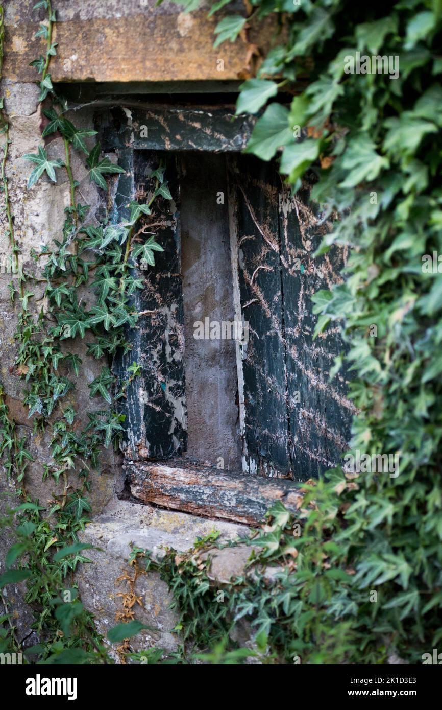 Secret wooden shuttered window in a garden wall obscured by ivy Stock ...