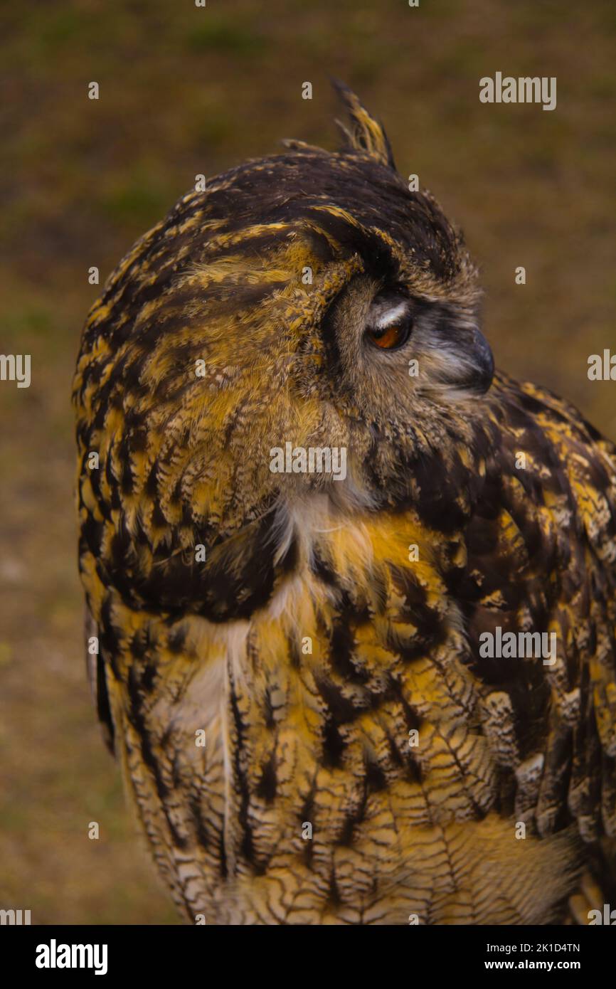 Lovebirdsofprey hi-res stock photography and images - Alamy