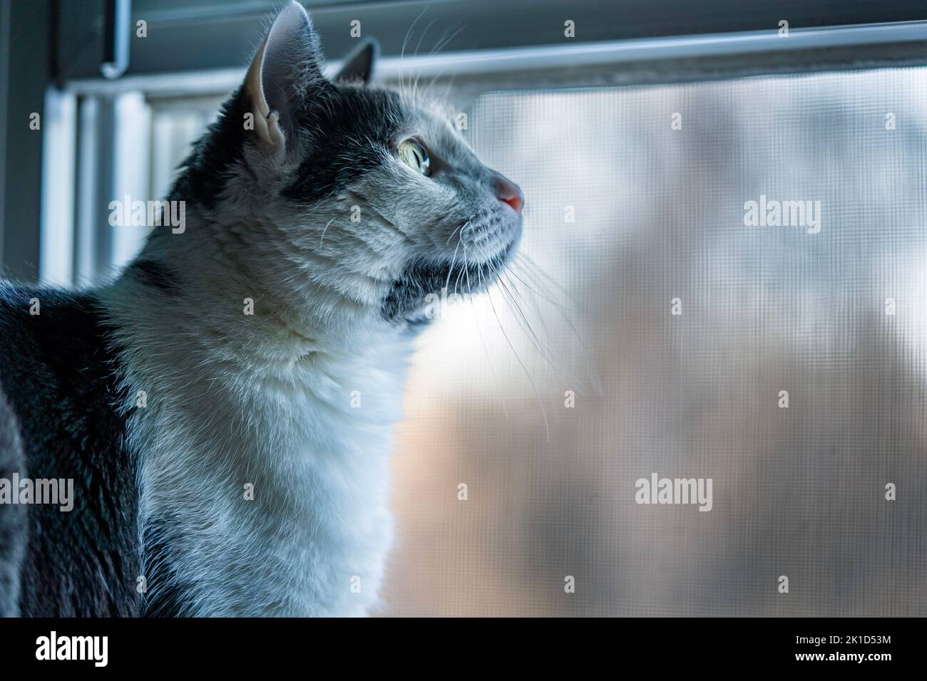 A side portrait of a black-white cat looking at the window Stock Photo ...
