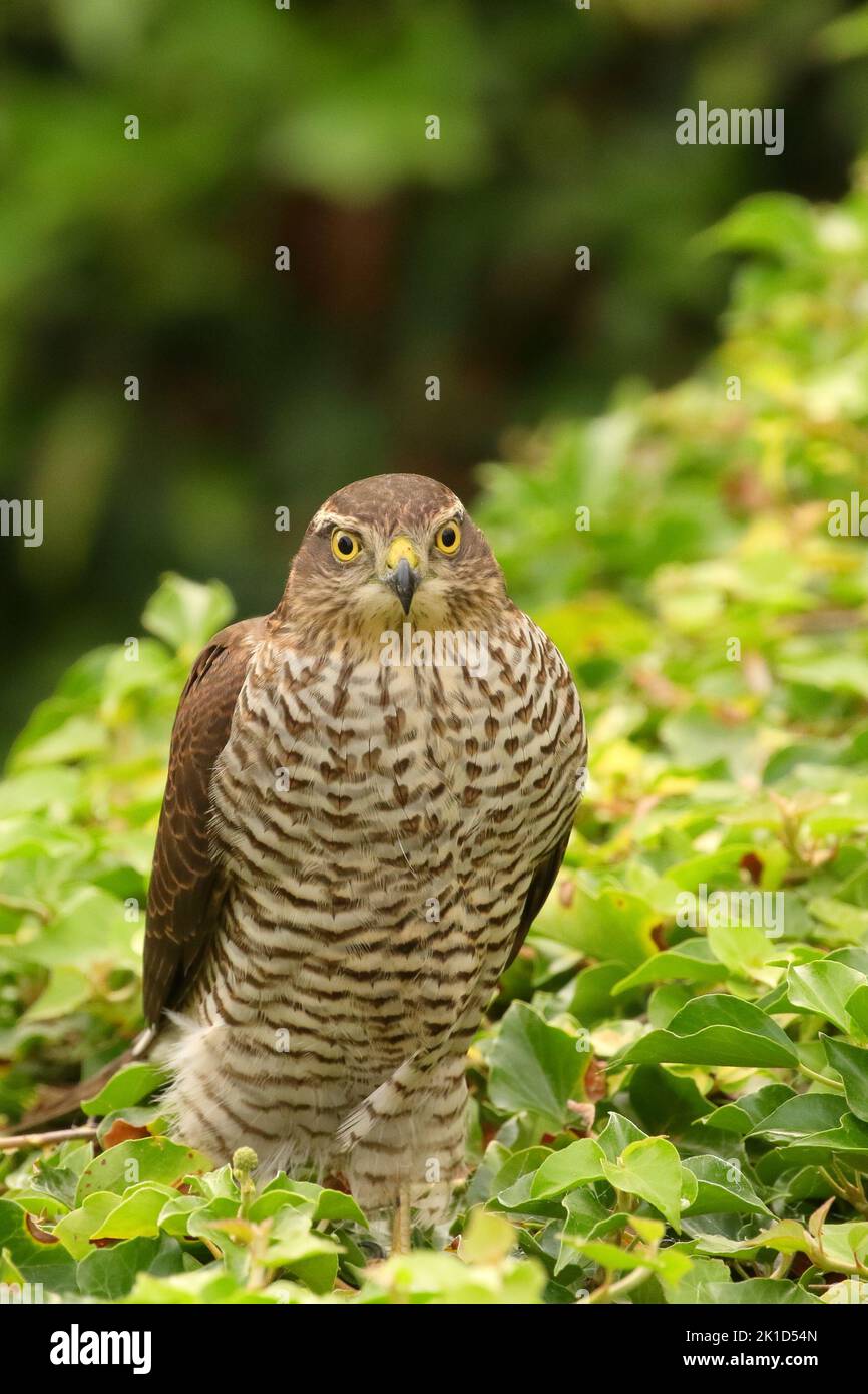 Garden Sparrowhawk. Sparrowhawks are adapted for hunting birds in ...
