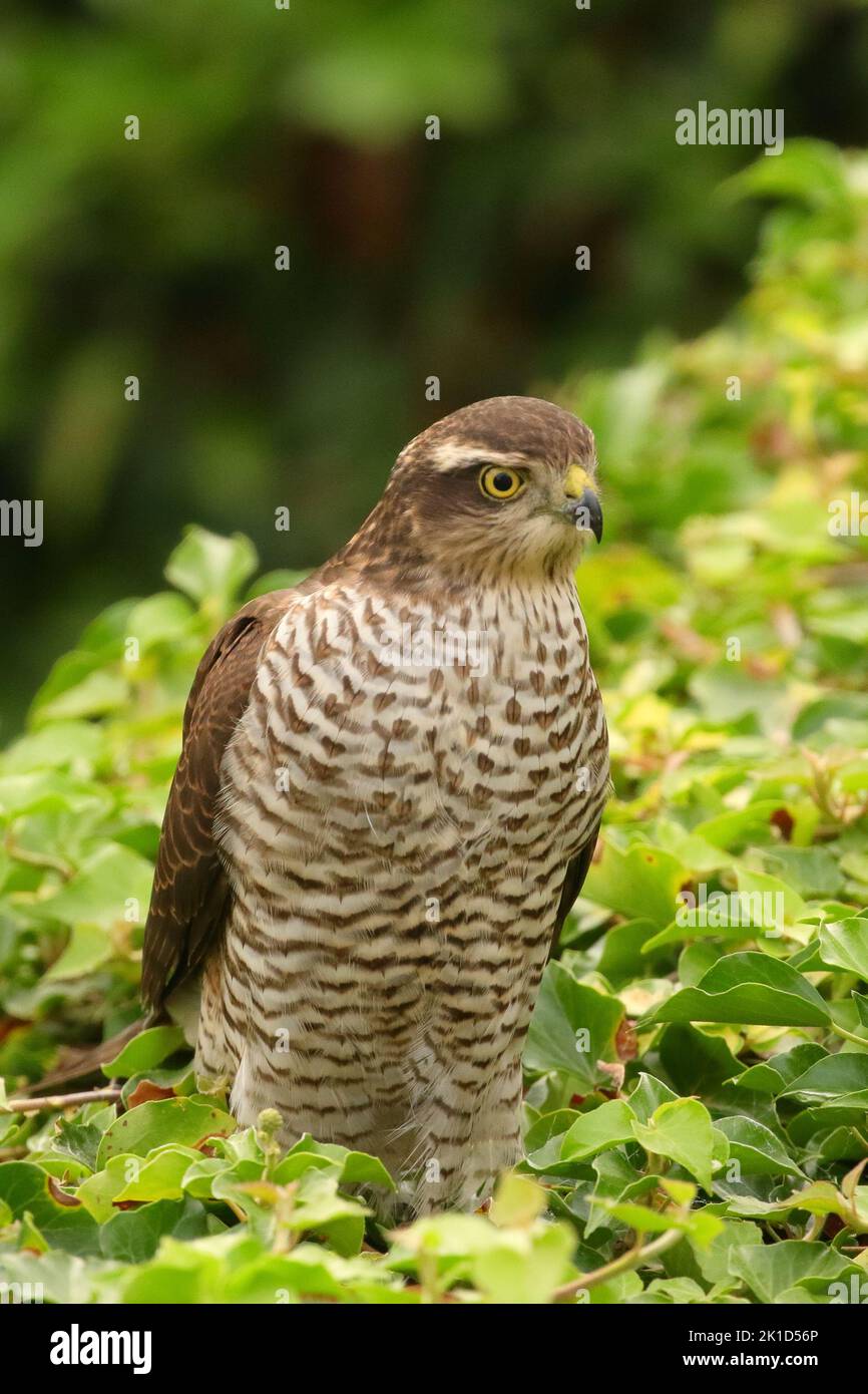 Garden Sparrowhawk. Sparrowhawks are adapted for hunting birds in ...