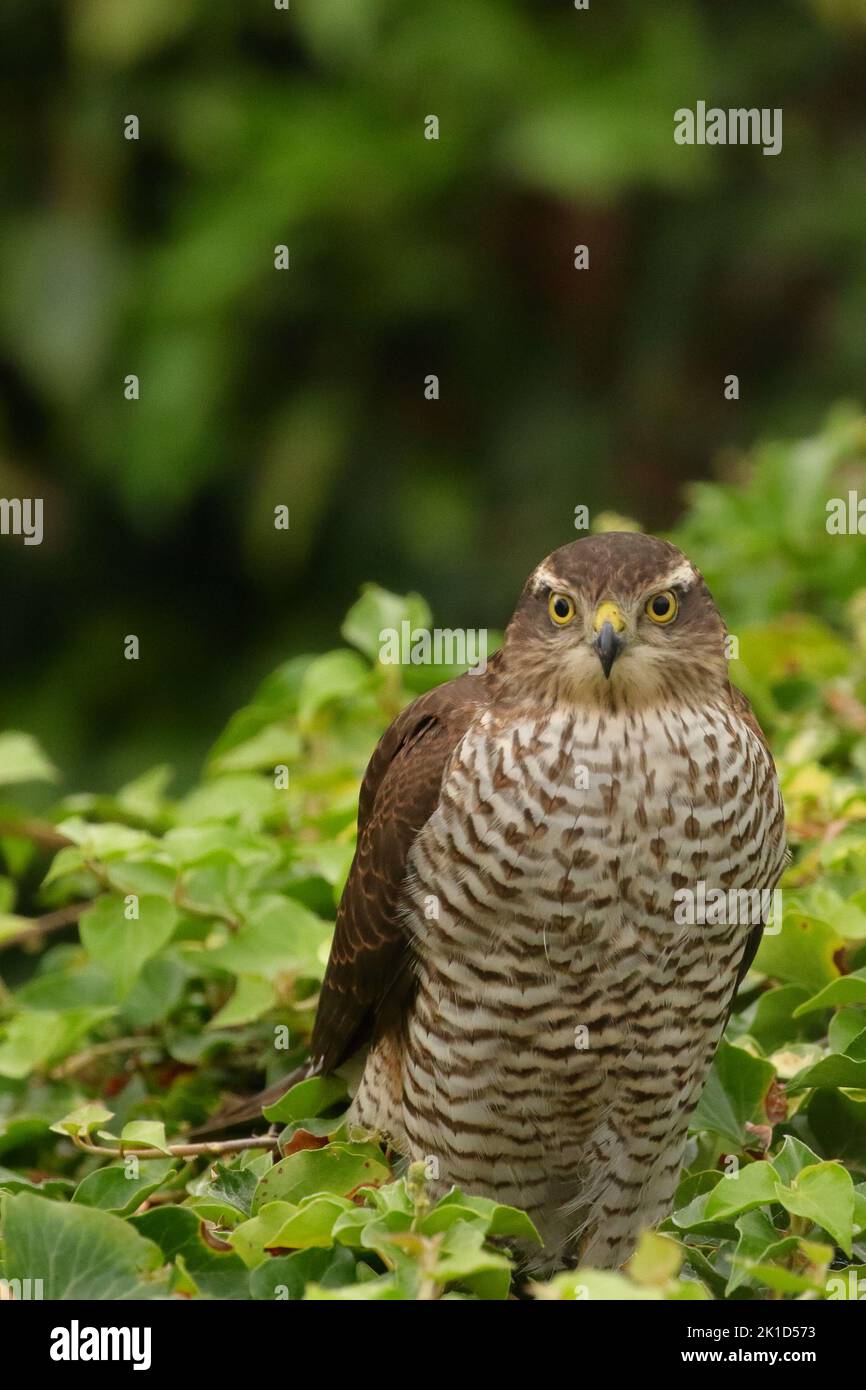 Garden Sparrowhawk. Sparrowhawks are adapted for hunting birds in ...