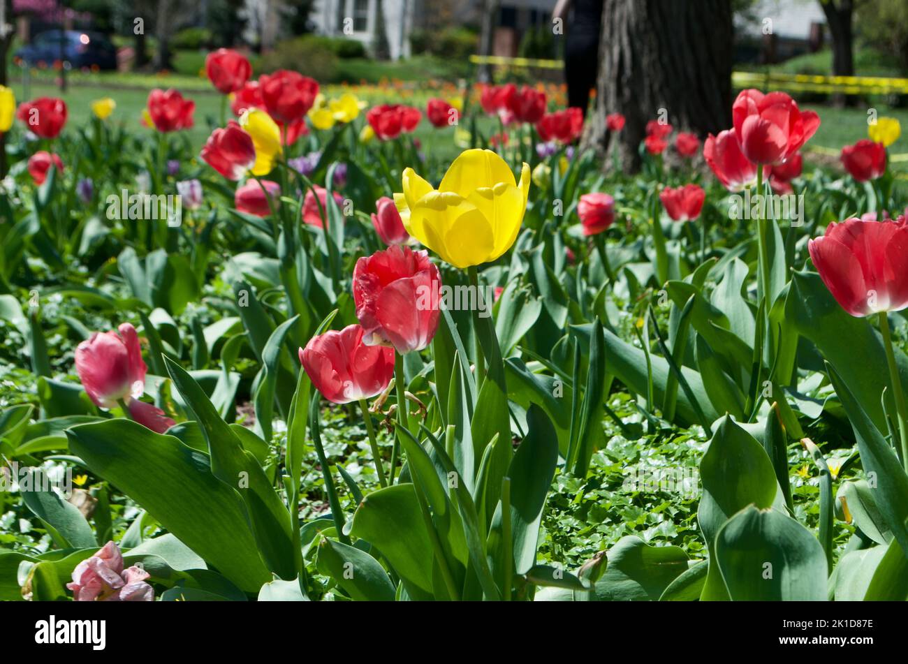 Tulips in a garden Stock Photo - Alamy